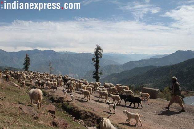 Kathua: A day in the life of the Bakarwal nomads | India News News ...
