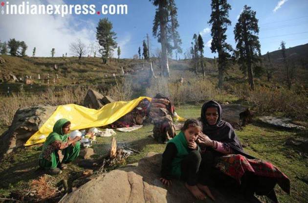 Kathua: A day in the life of the Bakarwal nomads | India News News ...