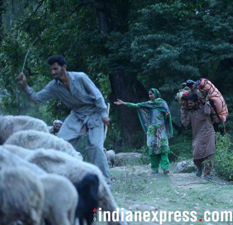 Kathua: A day in the life of the Bakarwal nomads | India News News, The ...