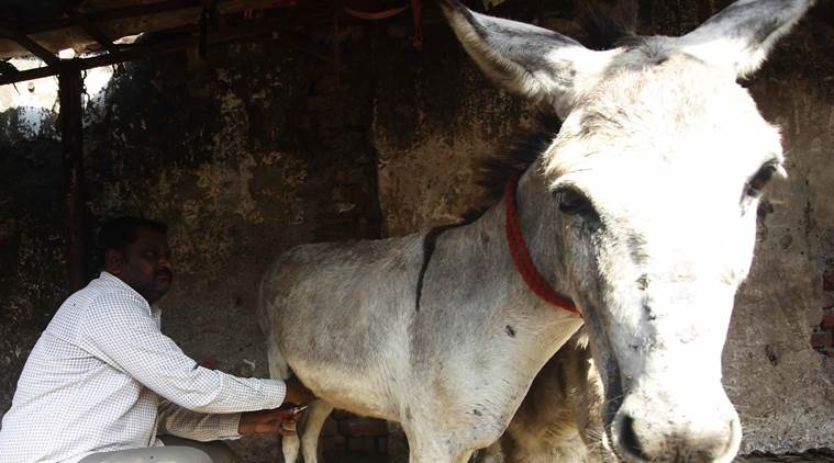 Donkey’s milk as medicine: Subhash Jadhav and his unusual companion ...