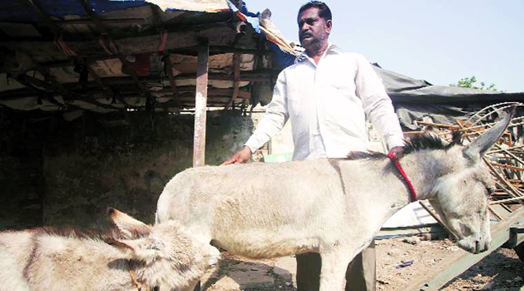 Donkey’s milk as medicine: Subhash Jadhav and his unusual companion ...