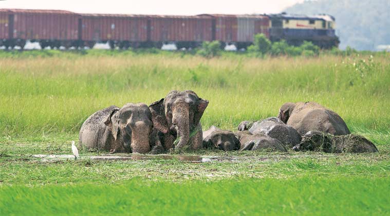 Indian Railways deploys ‘Plan Bee’ to ward off elephants from tracks ...