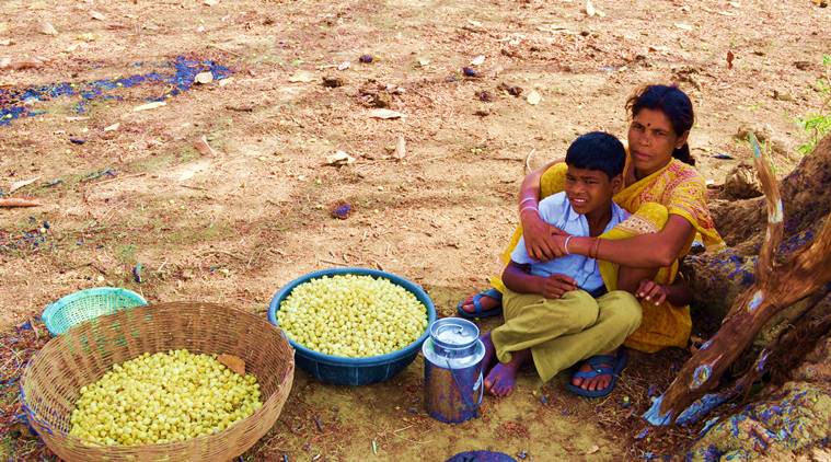 Celebrating Mahua and livelihoods: How to reap benefits from Indian ...