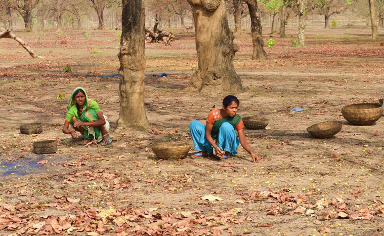 Celebrating Mahua and livelihoods: How to reap benefits from Indian ...