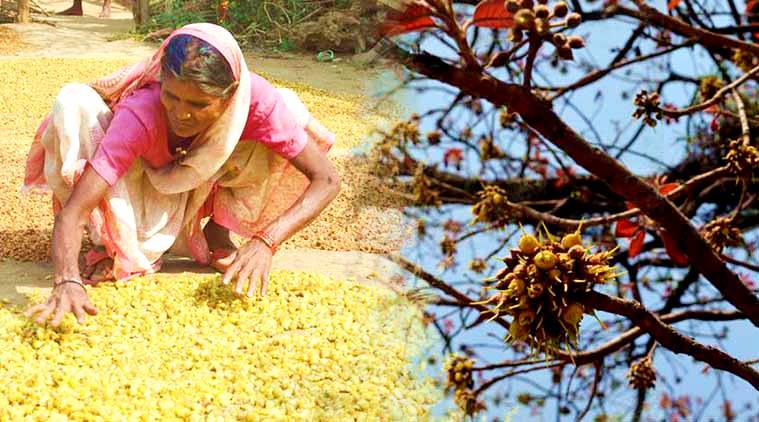 Celebrating Mahua and livelihoods: How to reap benefits from Indian ...