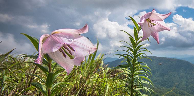 An exotic flower, found only in Manipur, brings to the state Grammy ...