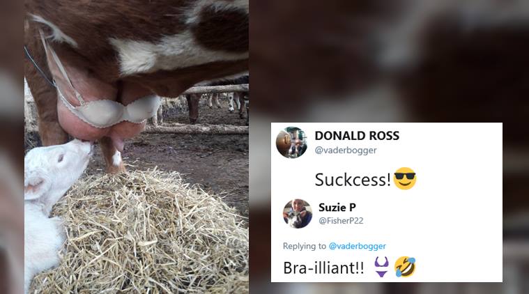 This photo of a COW wearing a BRA is going viral, but it’s not at all ...