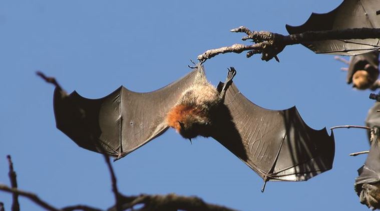 Bats not primary source of Nipah outbreak in Kerala: Report | India ...