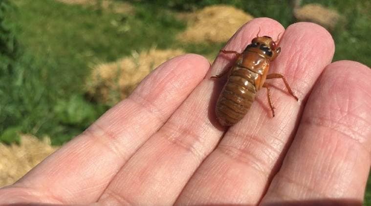 Rare sightings of big bug draw fans from around the world | Trending ...
