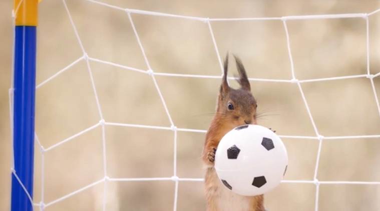 FIFA World Cup 2018: Adorable soccer squirrels are obsessed with ...
