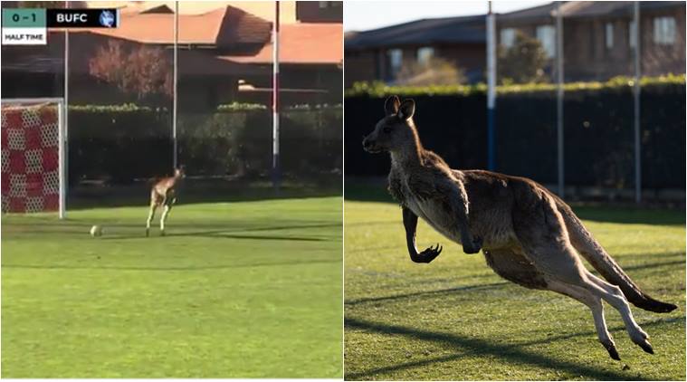 WATCH: Kangaroo joins a football match in Australia but turns out to be ...