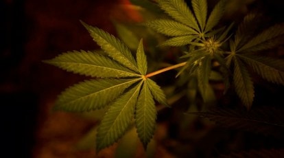 Marijuana Street Names Chart America's Opioid Epidemic Is Worsening