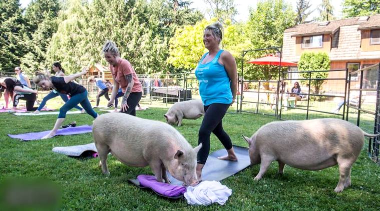 Yoga with piggies: Watch yoga practitioners exercise in presence of ...