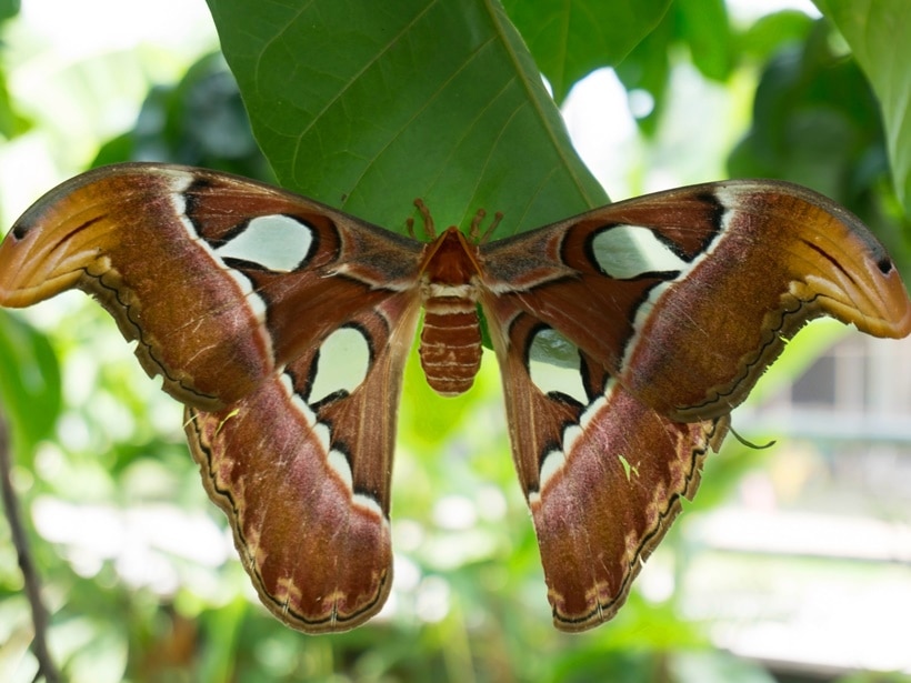 It’s National Moth Week! Here are some amazing moth facts for kids ...