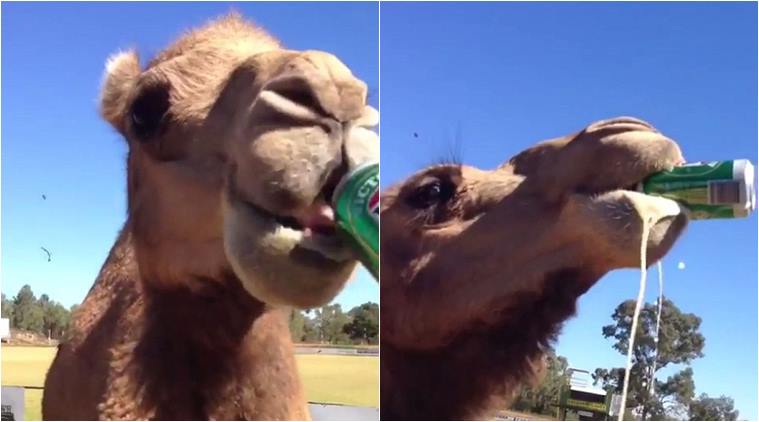 VIDEO: Camel gulps down can of beer with ease, leaves Netizens amused ...