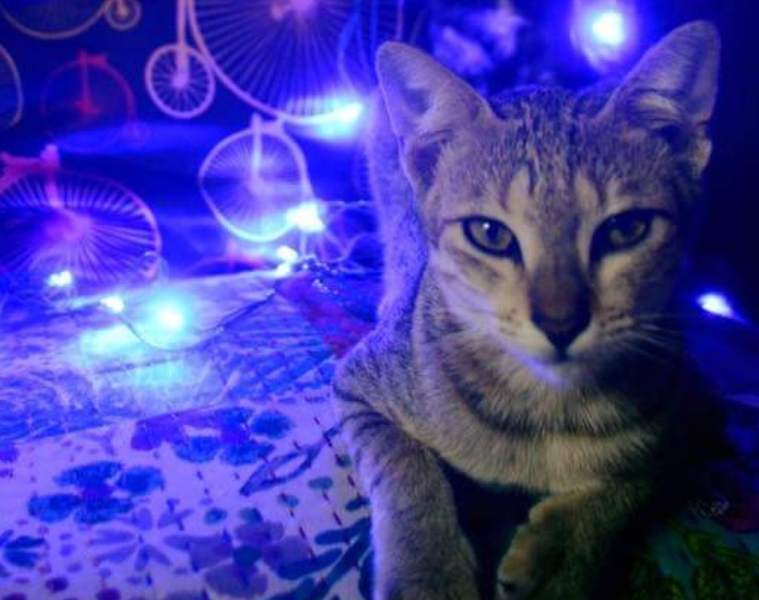 Nanu the cat could bring Assam glory in this unique contest | North ...