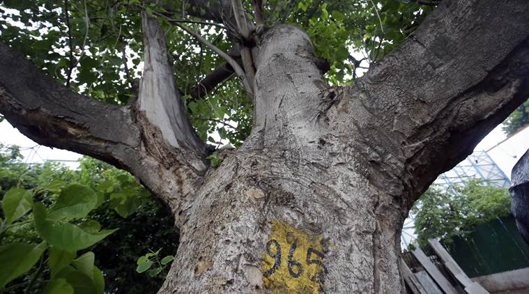 Perched, Parched | Delhi News - The Indian Express