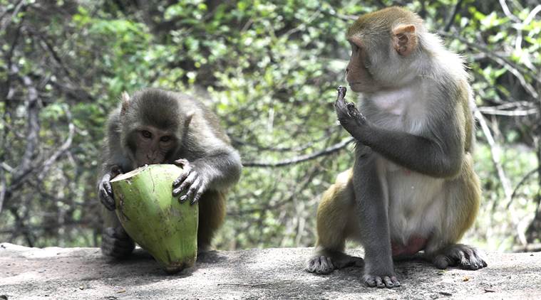 Hardlook – Man vs Monkey: Born to be wild | Delhi News - The Indian Express