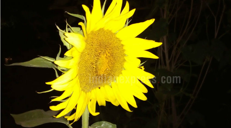 Nokia 1 review: The Android Go edition needs some more work ...