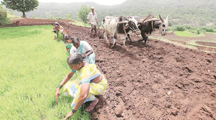 Kisan Call Centre: ‘Advisers’ mostly rely on own knowledge to guide ...