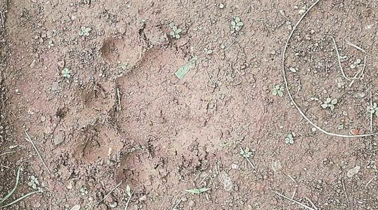 After 1985, tiger spotted near Tapi district, forest officials on alert ...