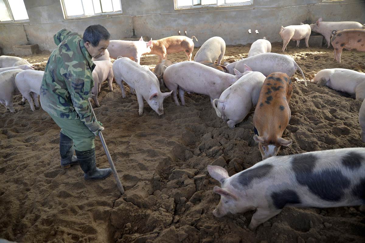 20,000 pigs killed in China to stop spread of African swine fever ...