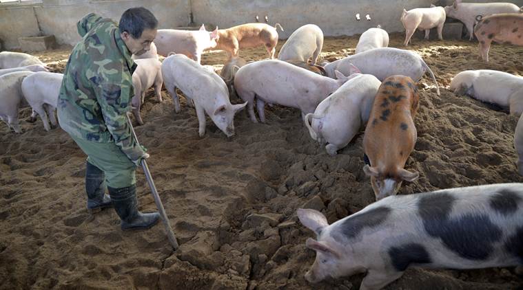 20,000 pigs killed in China to stop spread of African swine fever ...