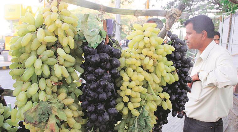 Maharashtra: Grape farmers seek govt boost to expand export markets ...
