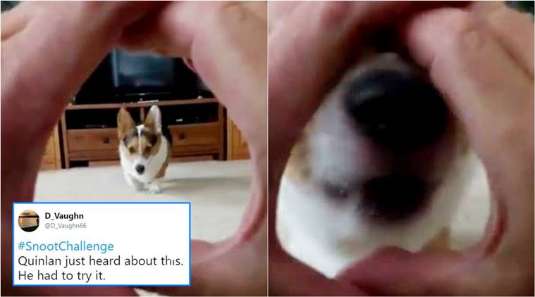 The ‘snoot dog challenge’ is the latest Twitter trend keeping pet ...