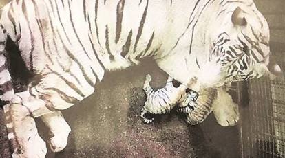 Top White Tiger Cubs Three White Tiger Cubs Steal The Show In