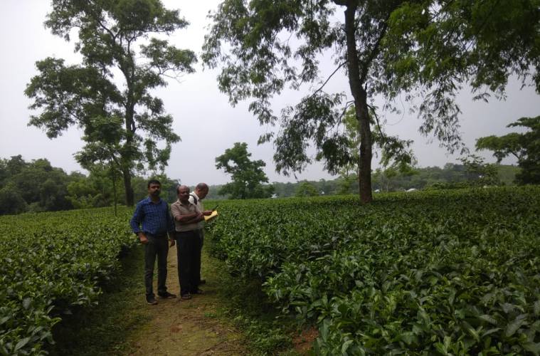 Organic makeover featuring gau-mutra for Tripura tea | North East India ...