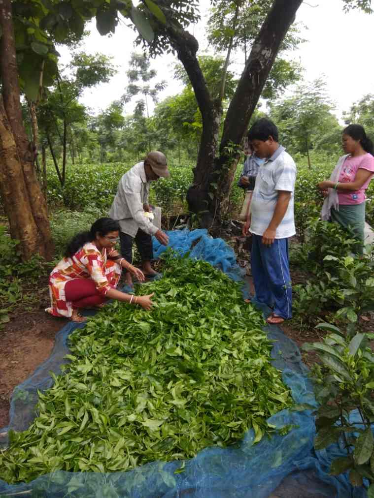 Organic makeover featuring gau-mutra for Tripura tea | North East India ...