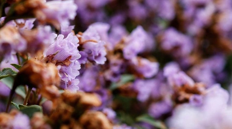 ‘Breathtaking’: Neelakurinji blooms first time in 12 years | India News ...