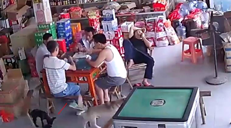 Man files complaint about stolen wallet; video footage shows dog behind ...