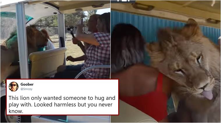 Lion surprises tourist with cuddles and licks on safari; video leaves ...