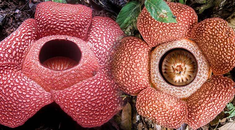 Behold ‘Rafflesia’, the largest flower in the world that can grow up to ...