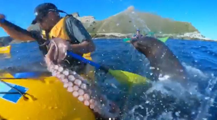 Watch: Seal slaps a man in the face with an octopus! | Trending News ...