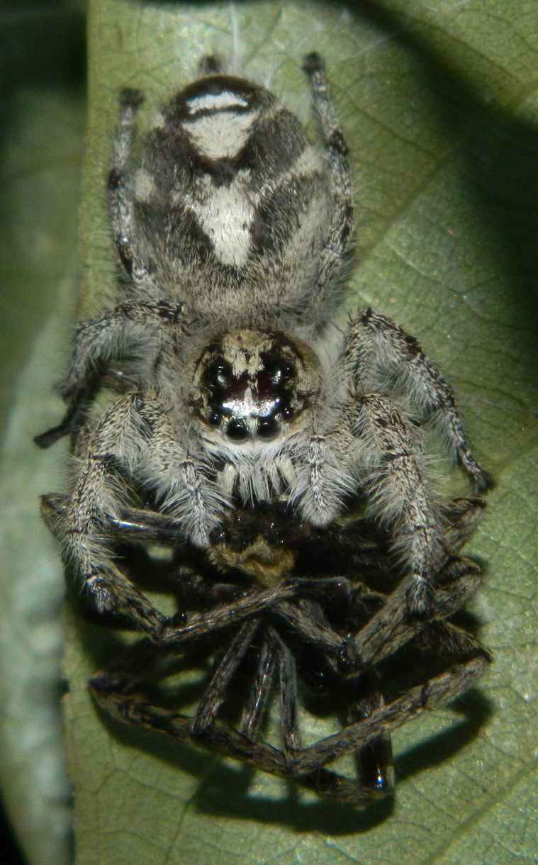 How an Instagram post led to the discovery of a new spider species in ...
