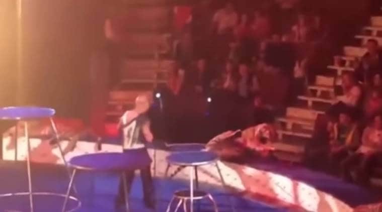 VIDEO: Circus tigress suffers ‘epileptic fit’, collapses after jumping ...