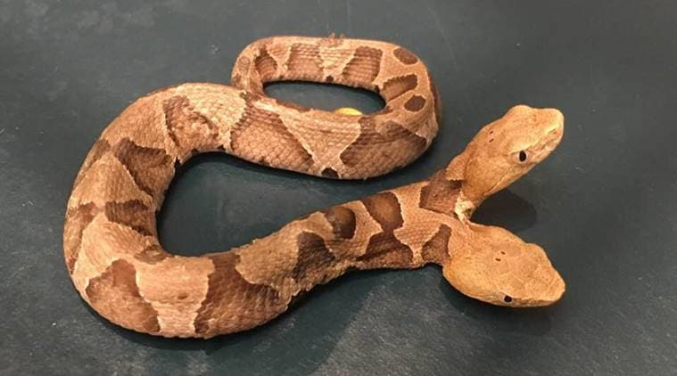WATCH: Rare two-headed baby copperhead snake found in Virginia ...