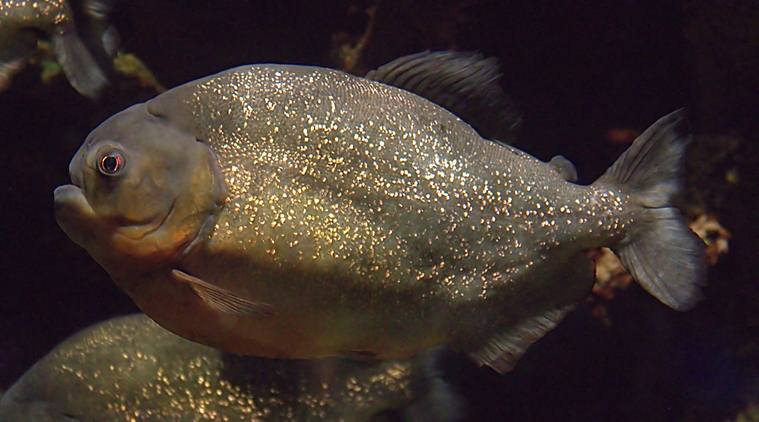 ‘Earliest known flesh-eating fish identified’ | World News,The Indian ...