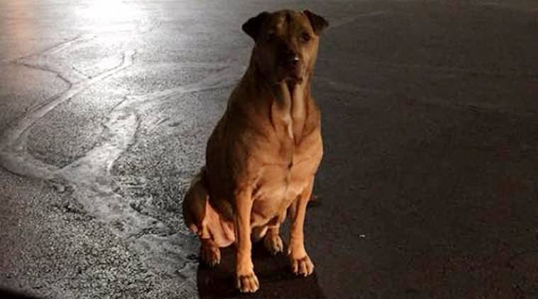 This dog owner says her pet is a ‘gold digger’. Here is why | Trending ...