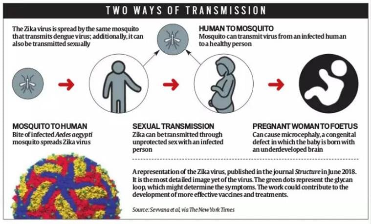 Explained: How Zika spreads, and harms | Explained News - The Indian ...