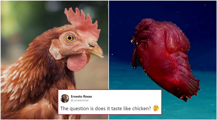 ‘Does it taste like chicken’ wonder Twitterati as headless chicken ...