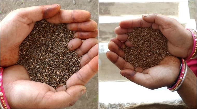 ‘Forgotten’ Kodo-Kutki millets on a comeback trail in this MP tribal ...