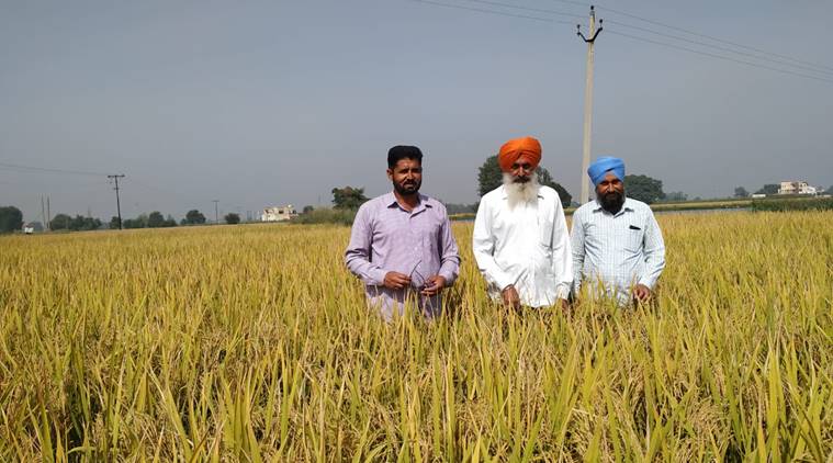Less water, better yield: Paddy without puddling experiment in Punjab ...