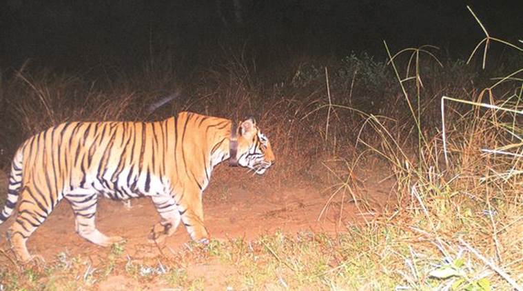 Maharashtra government mulls raising compensation to kin of tiger ...