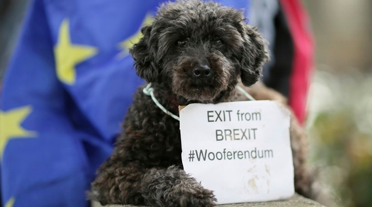 Dogs owners march on UK parliament demanding new Brexit ‘Wooferendum ...