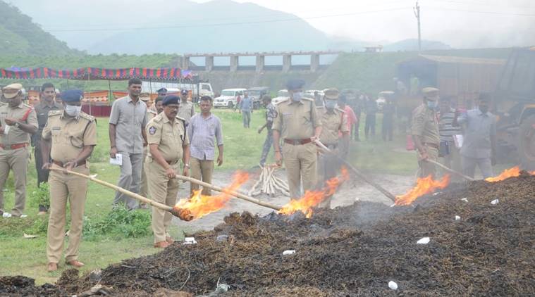 Andhra Pradesh: Decline of Maoists in Araku gives rise to ganja ...