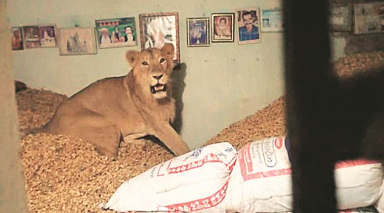 Lion enters farmer’s home in Gujarat | India News,The Indian Express